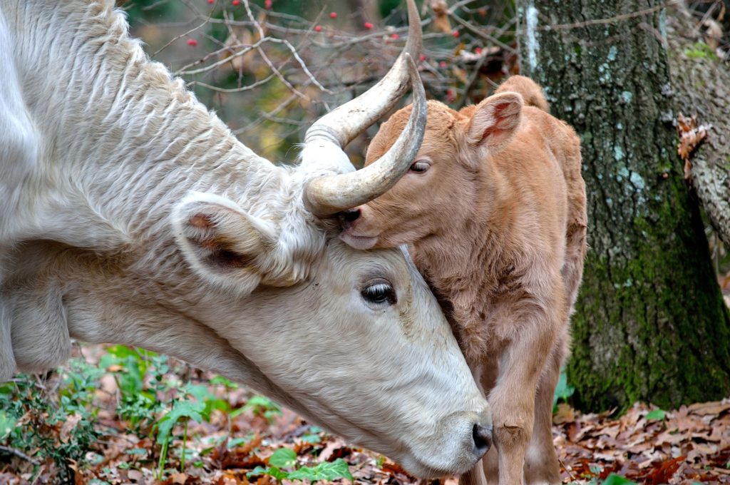 Altruismo: ¿De verdad existe en la naturaleza? - Hidden Nature