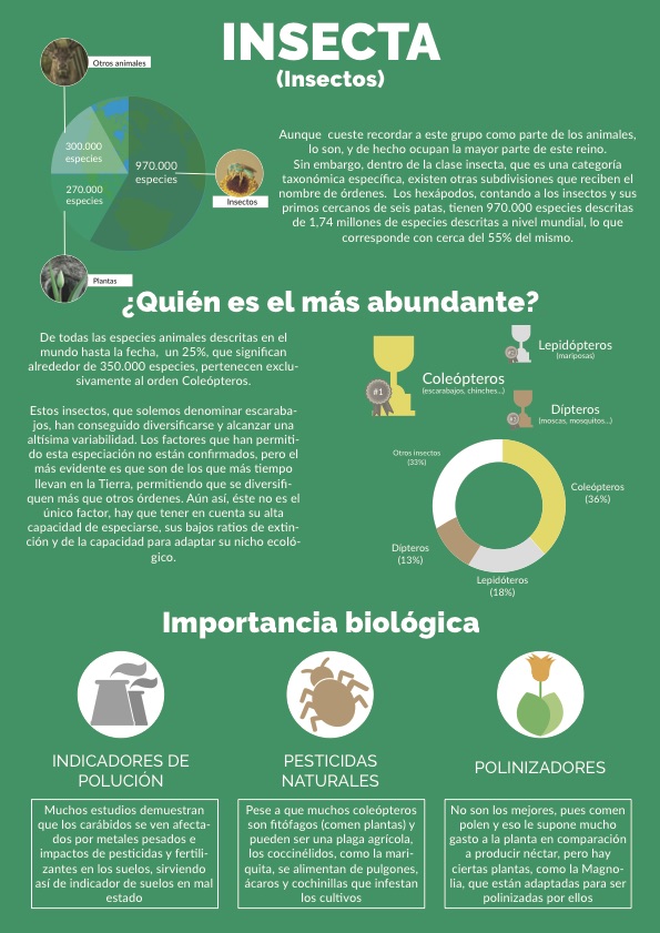 ¿Quiénes son los animales más abundantes de la Tierra? ¡Los insectos!