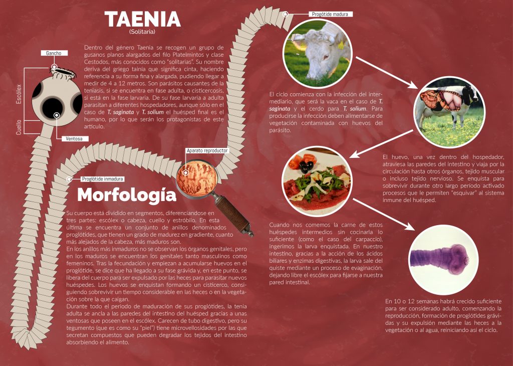 ¿Qué es la Tenia o solitaria? ¿Cómo se contagia? Ciclo de vida de la Tenia