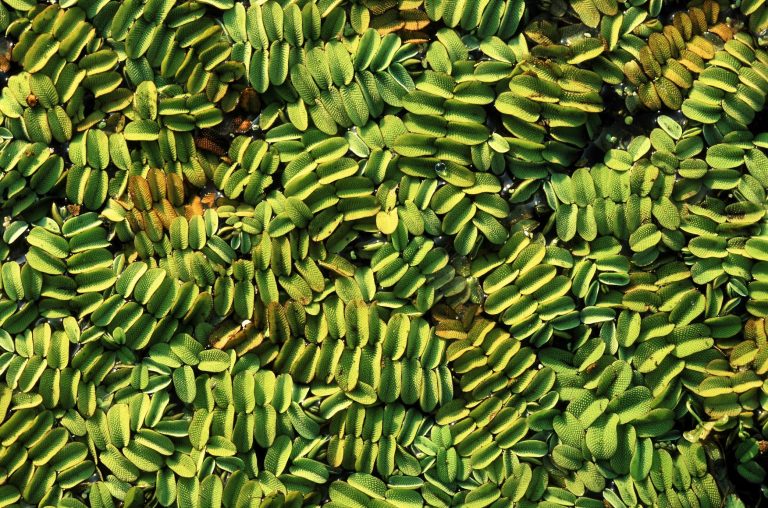 Aves acuáticas migratorias, claves en la dispersión de semillas de ...