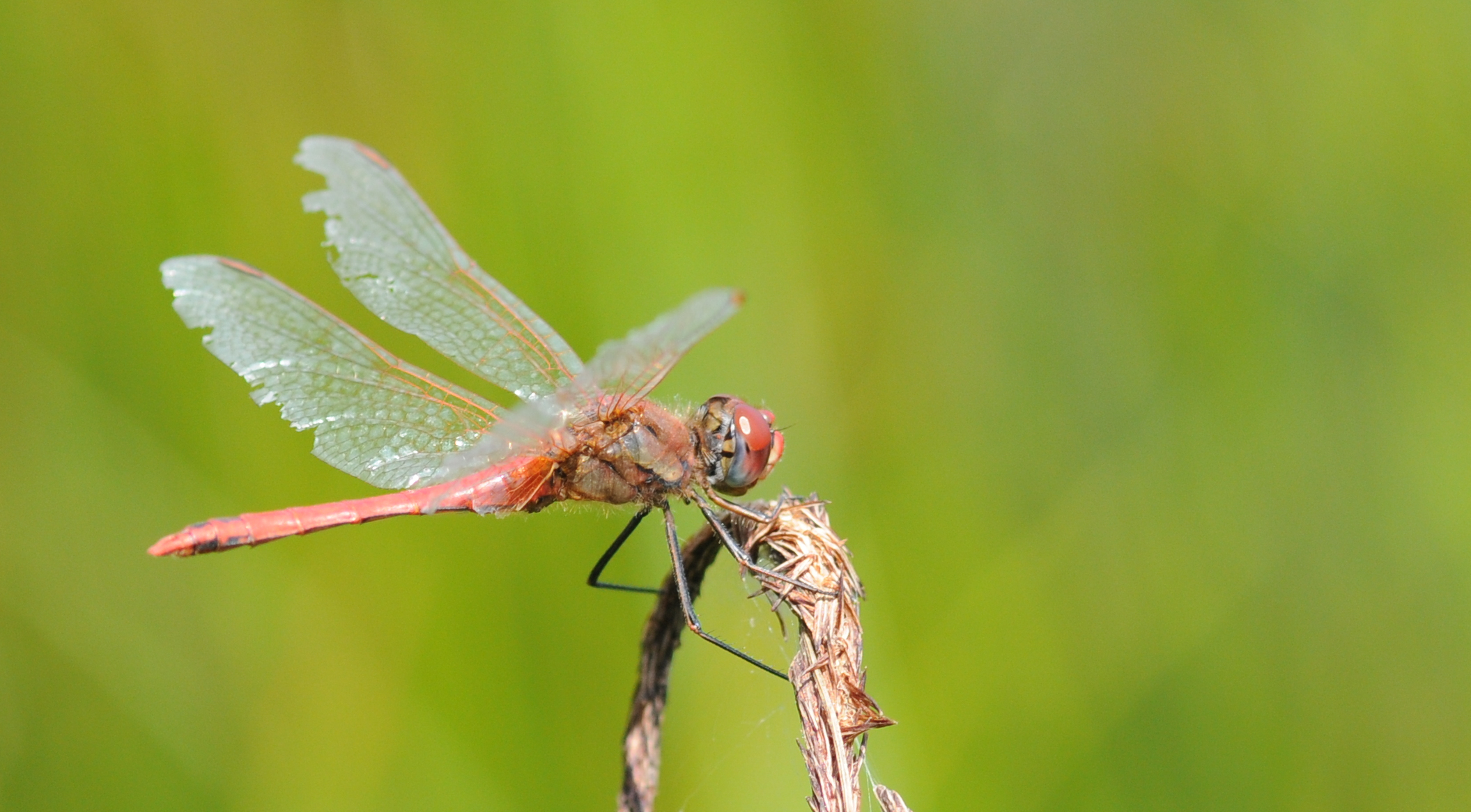 Libélula roja migratoria - Hidden Nature