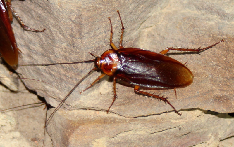 Cucaracha americana - Hidden Nature