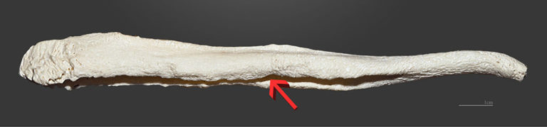 Hueso peneano, báculo o baculum ¿sabes qué es? - Hidden Nature