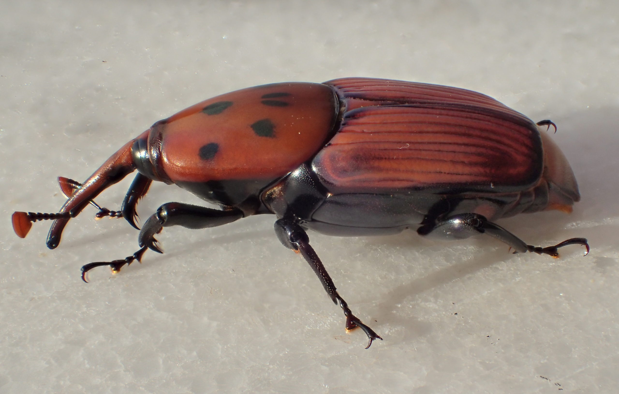 El Museo en casa: Rhynchophorus ferrugineus (Olivier, 1790) - Hidden Nature
