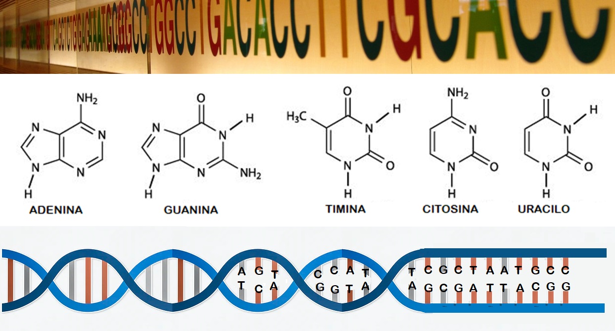 Genética musical: ¿En qué se parece una célula a una orquesta sinfónica ...