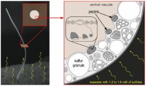 Thiomargarita magnifica, una bacteria gigante y mucho más - Hidden Nature